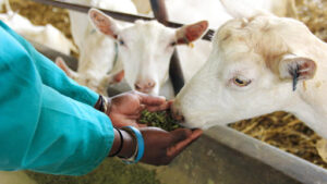 Beginner's Guide: Goat Farming Business In Malawi - Business Malawi